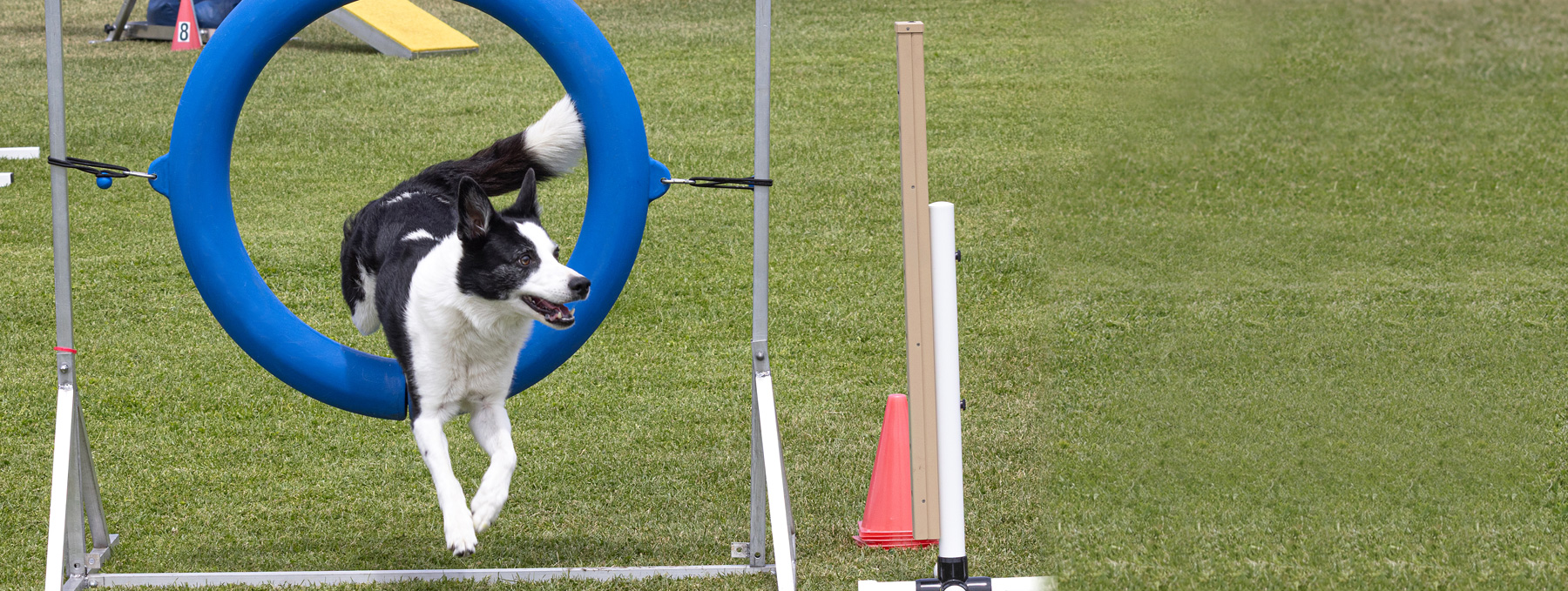 Resources | Santa Maria Kennel Club